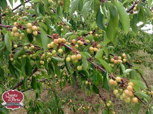 As Prime Giants estão para breve! | Quinta da Porta